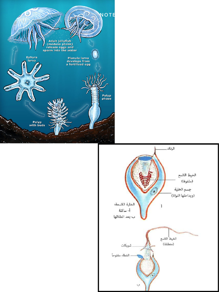 Minimalist Black and White Blank Paper Document | PDF