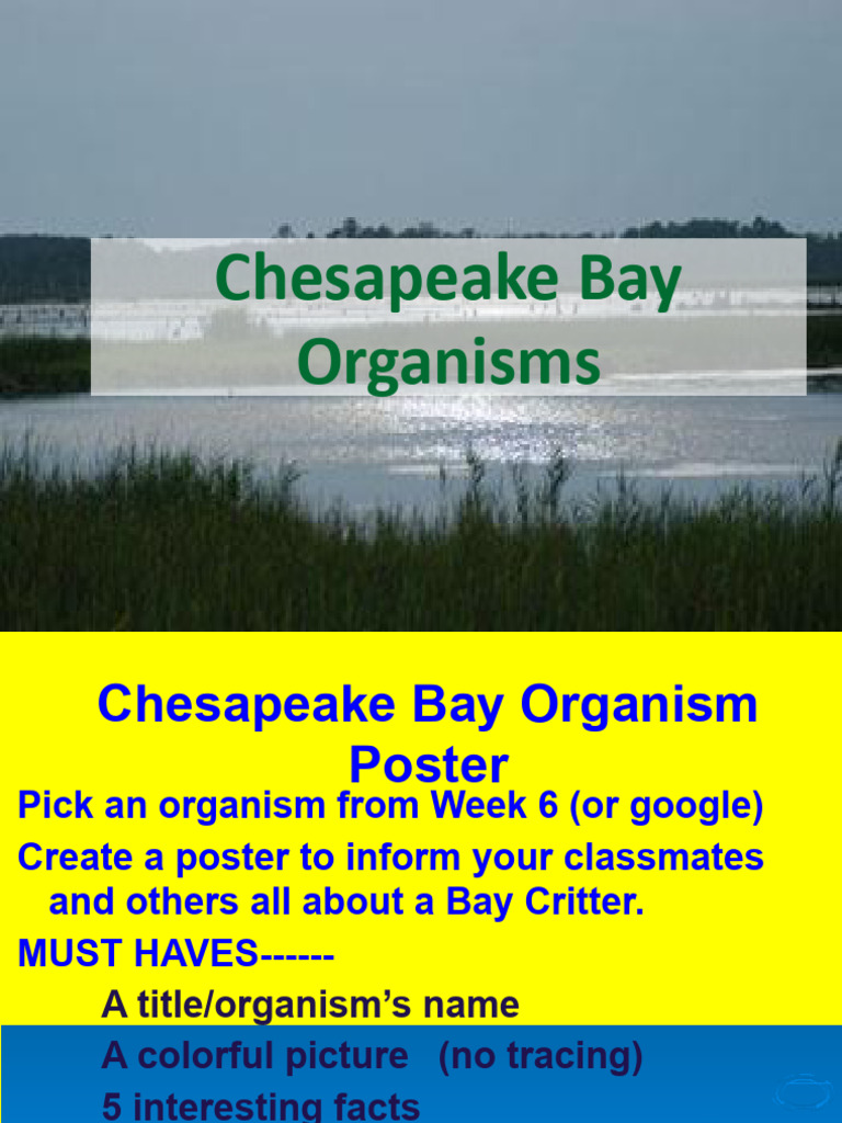 Chesapeake Bay Organism Overview | PDF | Plankton | Systems Ecology