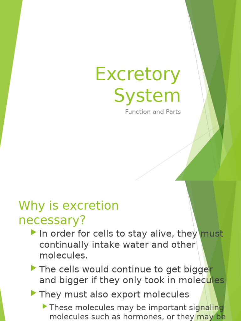 Excretory System 1 Pdf Kidney Excretion