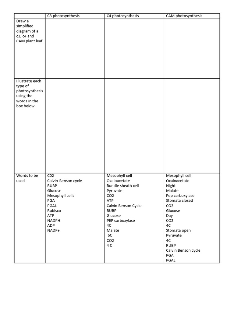 Photosynthesis_Worksheet 2 (1) | PDF