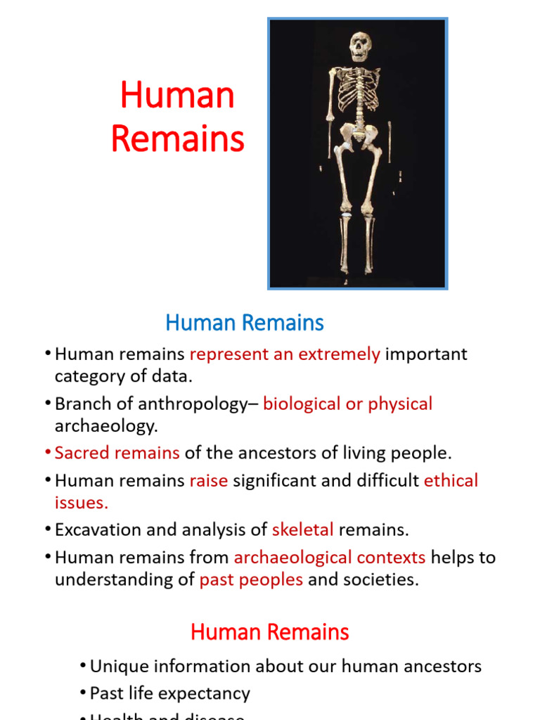 Insights from Human Remains Analysis | PDF