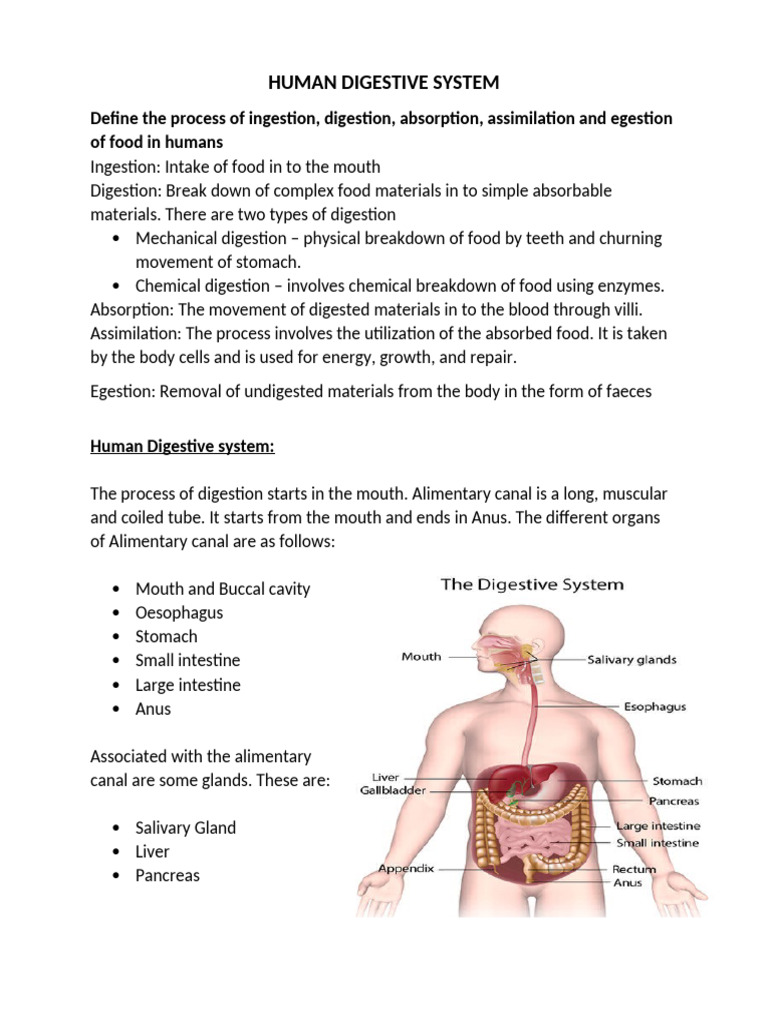 Digestive System - Reference. | PDF | Digestion | Stomach