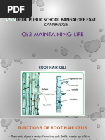 Sysmex CELLPACK DCL Overview | PDF | Blood Cell | Vertebrates