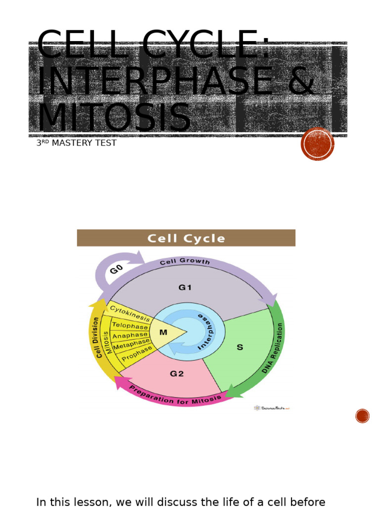 Interphase & Mitosis | PDF | Cell Cycle | Mitosis
