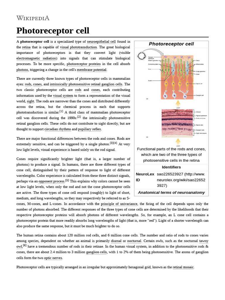 Photoreceptor Cell | PDF | Retina | Senses