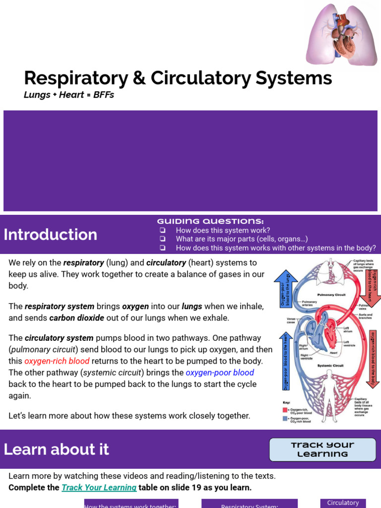 Sci-Human Body Systems - Respiratory and Circulatory | PDF | Circulatory System | Lung