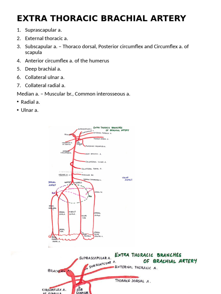 Anatomy of the Brachial Artery | PDF | Anatomical Terms Of Location ...