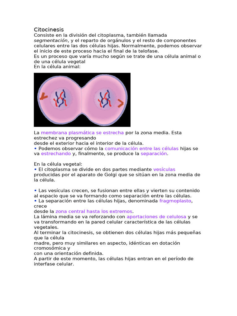 Citocinesis E Interfase | PDF | Mitosis | Biología Celular)