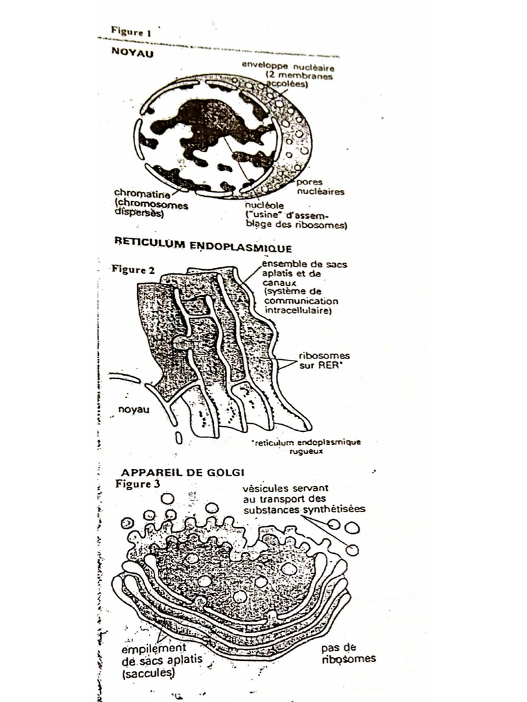 Recueil de Schéma de SVT Terminale D | PDF