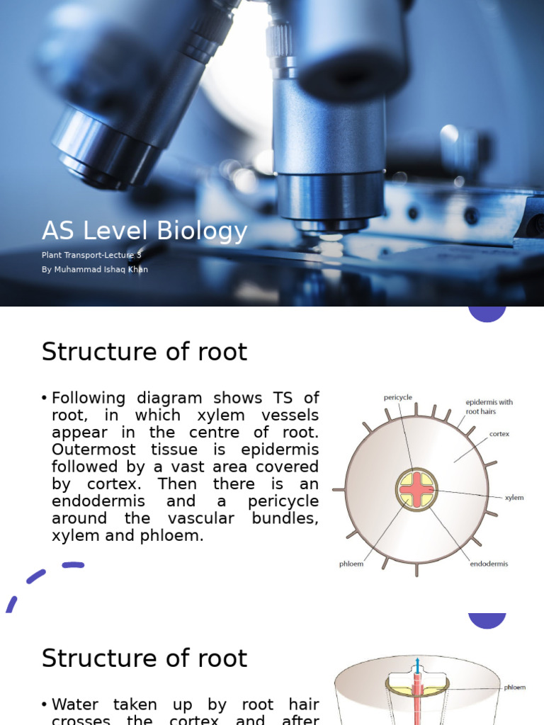 Lecture 3 Plant Transport | PDF | Plant Stem | Tissue (Biology)