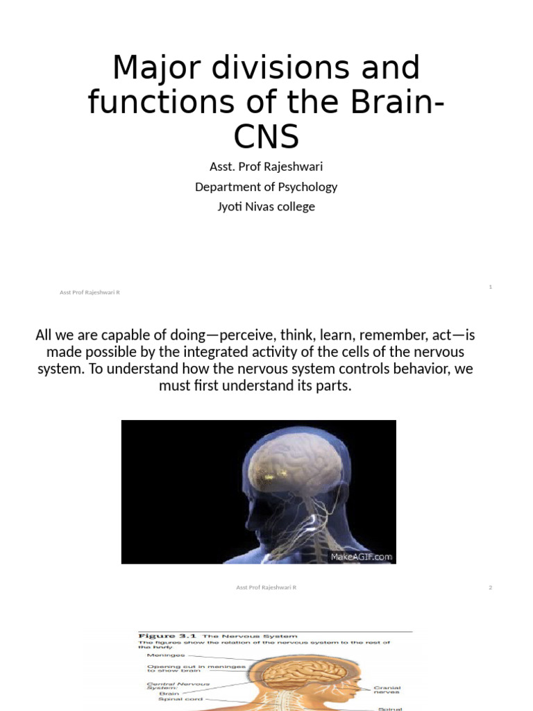 Brain Structure and Functions Overview | PDF | Cerebrum | Cerebral Cortex