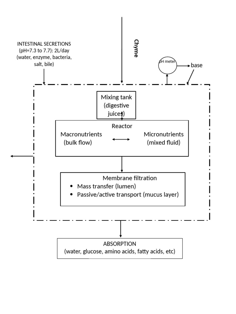 Small Intestine | PDF