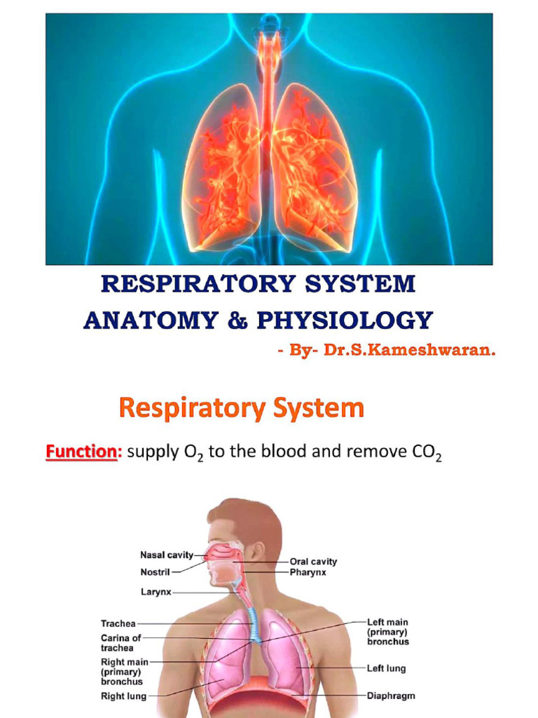 Respiratory System Anatomy & Physiology II | PDF