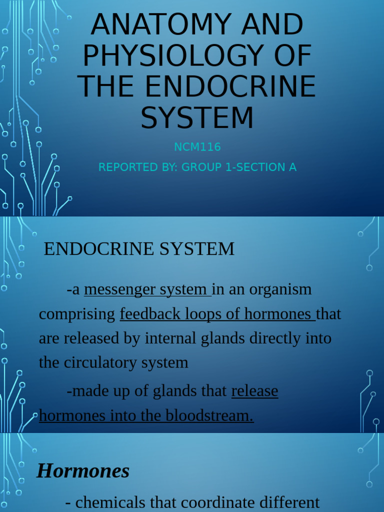 Endocrine System: Anatomy & Functions | PDF | Endocrine System ...