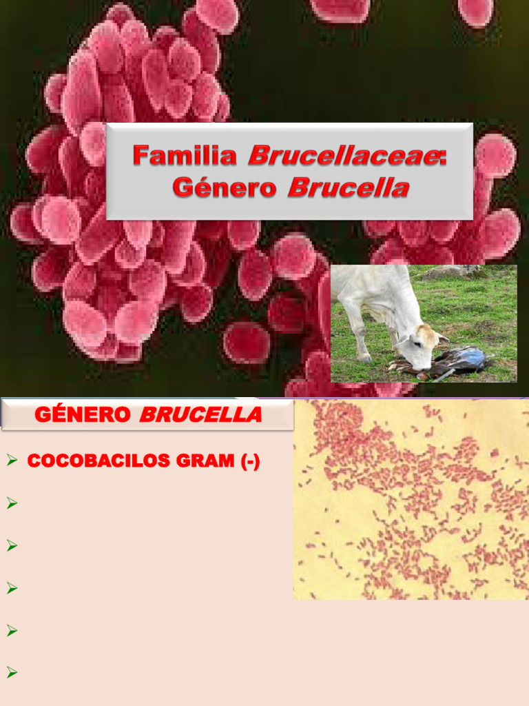 Flia Brucellaceae. Gro. BRUCELLA. 2023. Micro 3070 Estudiantes ...