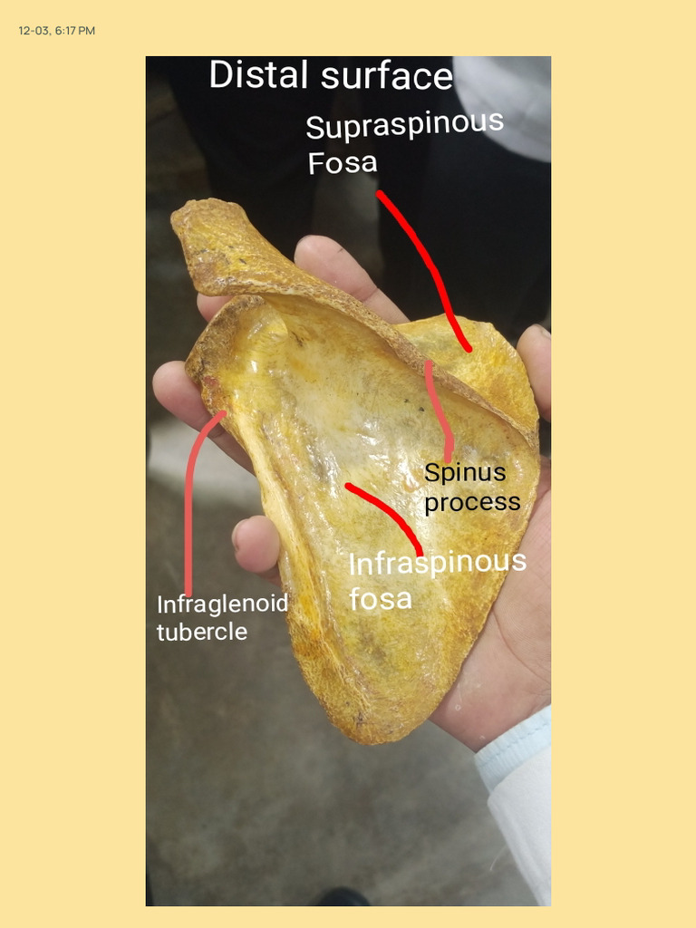 Scapula Left | PDF