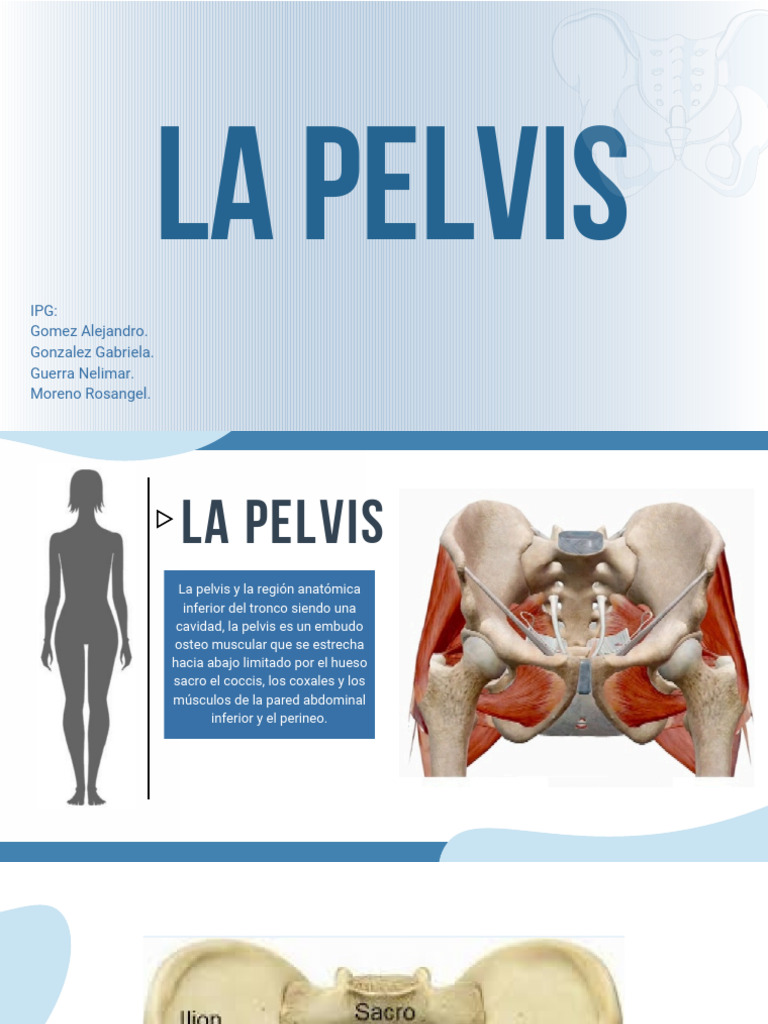 Anatomía y Clasificación de la Pelvis | PDF | Pelvis | Sistema esquelético