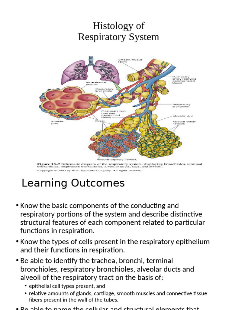 Respiratory System Histology Overview | PDF | Respiratory Tract | Lung