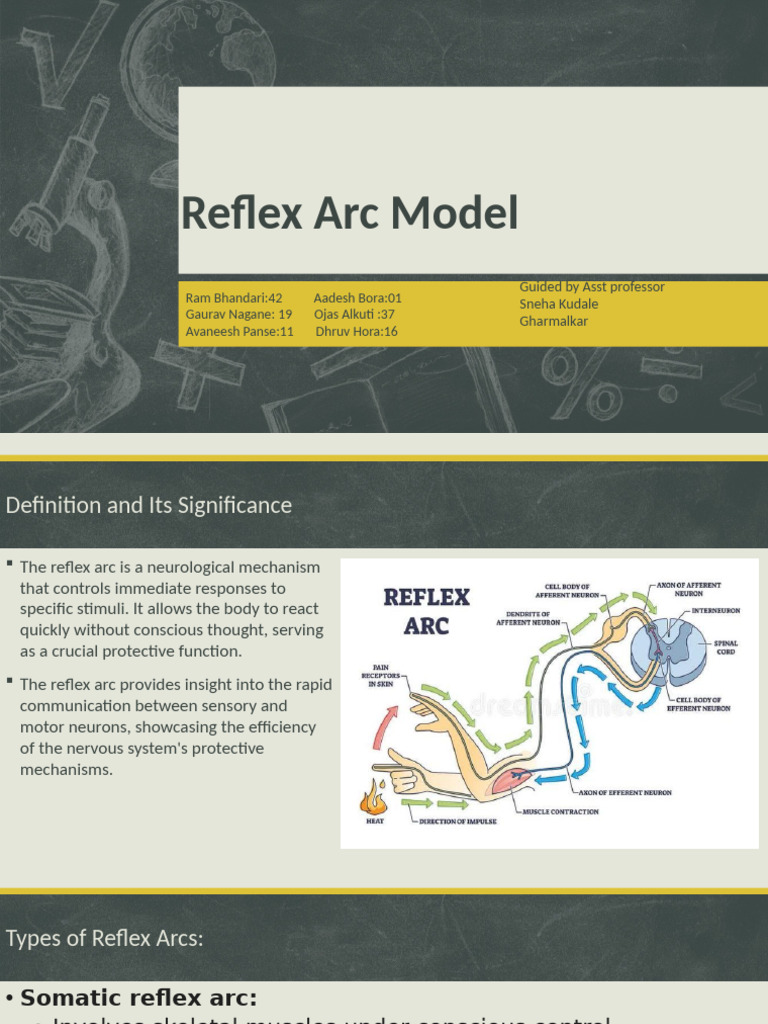 Reflex Arc Model and Peripheral Nervous System | PDF | Neuron | Nervous ...
