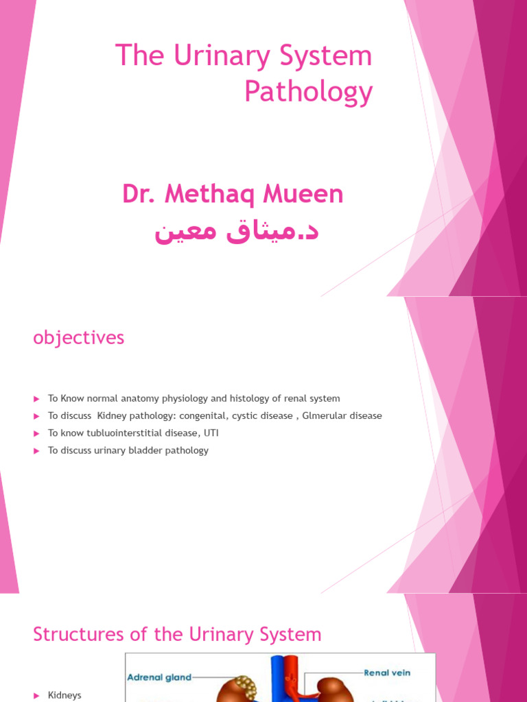 The Urinary System Pathology: Dr. Methaq Mueen | PDF | Kidney | Urinary ...