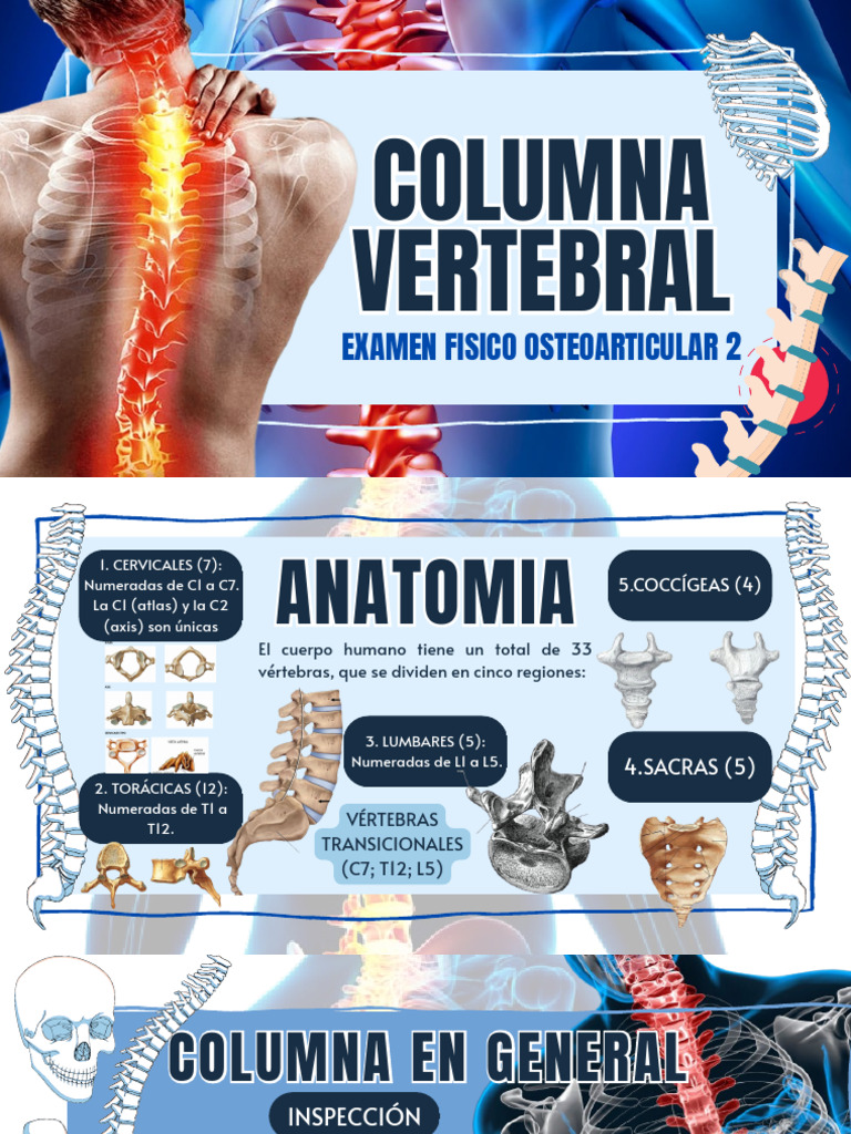 Columna y Cadera | PDF | La columna vertebral | Vértebra