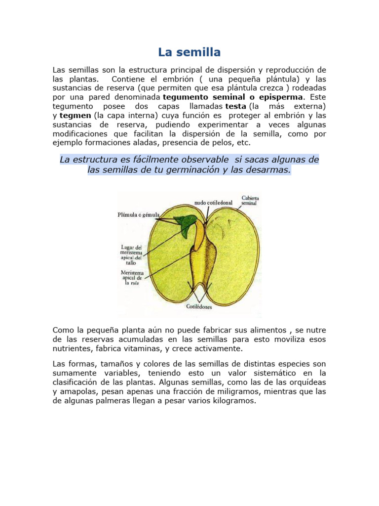 La Semilla y Su Germinación | PDF | Legumbre | Raíz