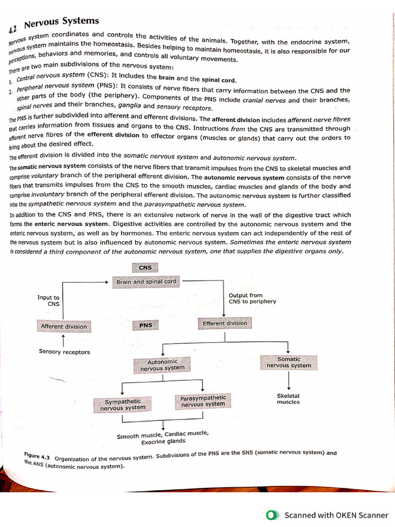 Nervous System Notes | PDF