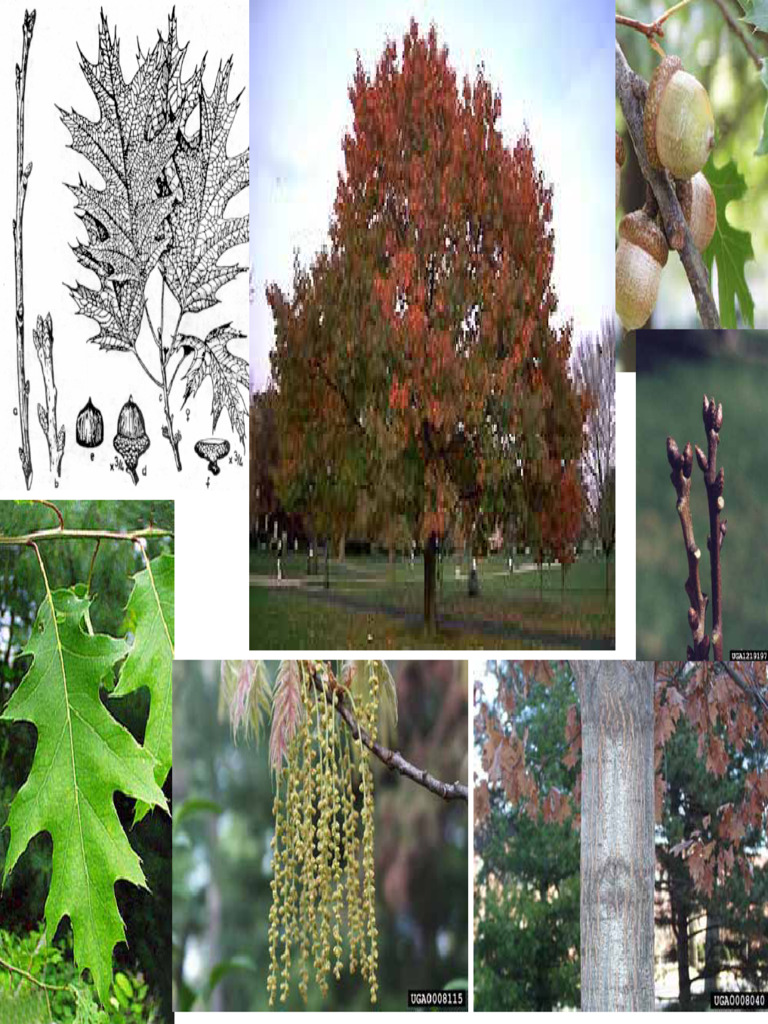 Arbori | PDF | Arboles | Plantas medicinales