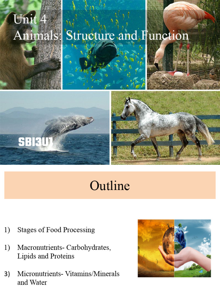 1 Introduction to Nutrition | PDF | Carbohydrates | Nutrients