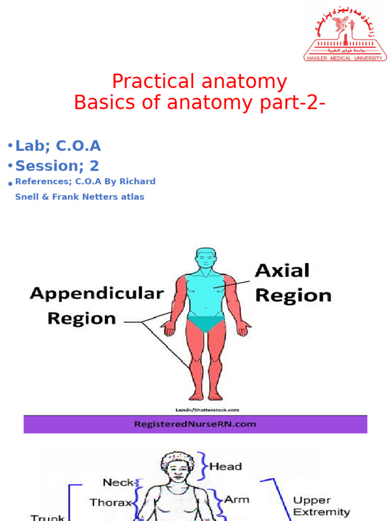Practical Anatomy Basics Part 2 | PDF