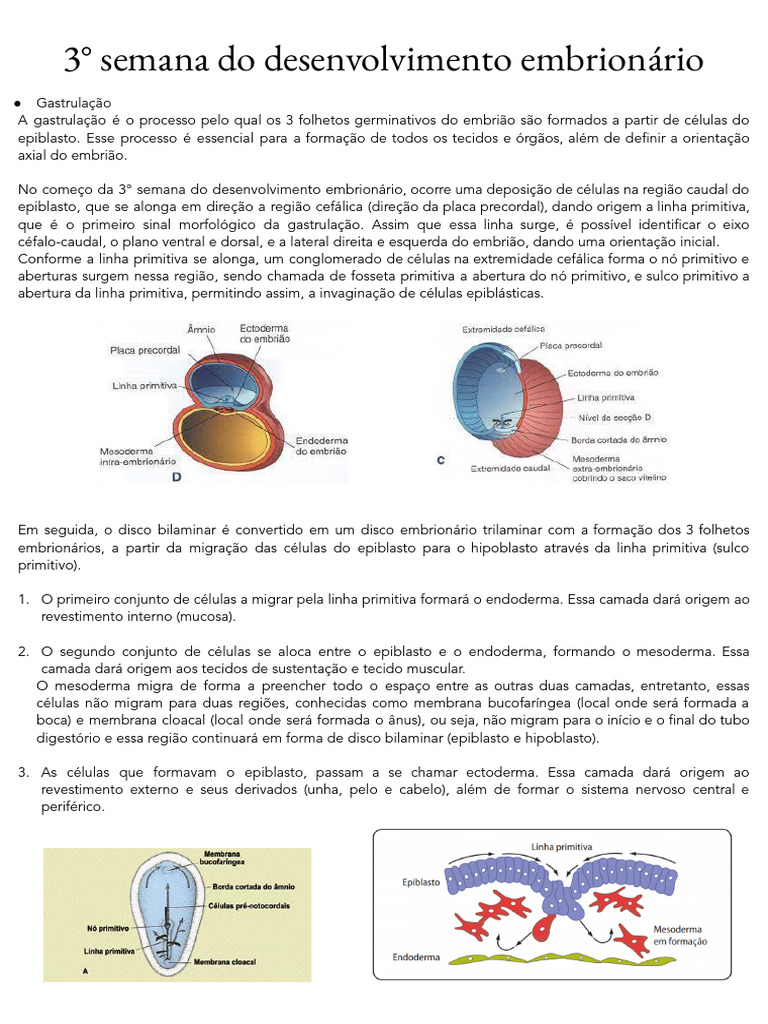 3Â° Semana Do Desenvolvimento Embrionã¡rio - Docx - Documentos Google ...