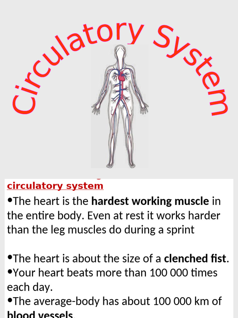 NOTES Circulatory System | PDF | Heart | Vein