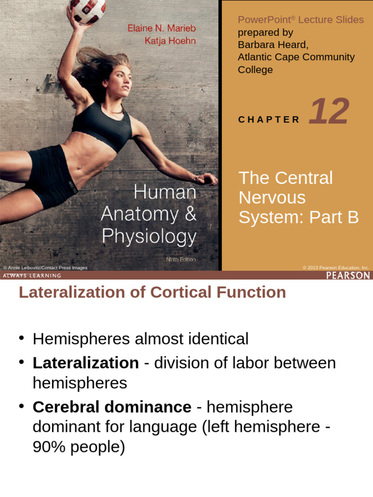 CH 12 Lecture Presentation B | PDF | Brainstem | Cerebellum