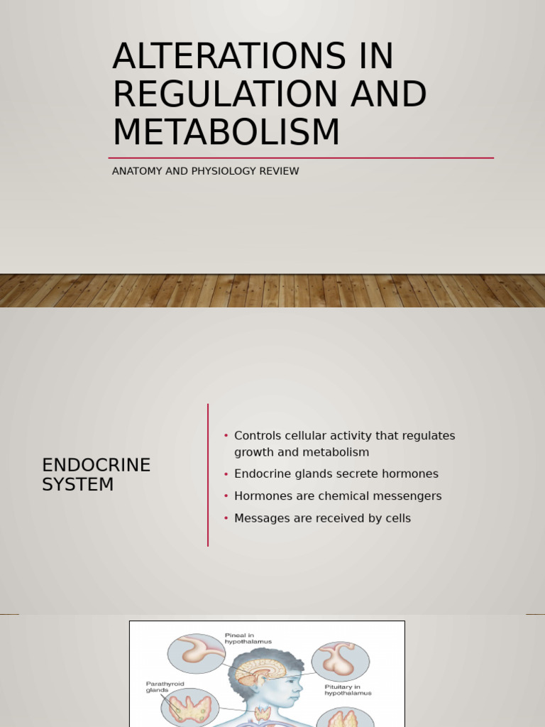 Endocrine Anatomy and Physiology Review | PDF | Adrenal Gland ...
