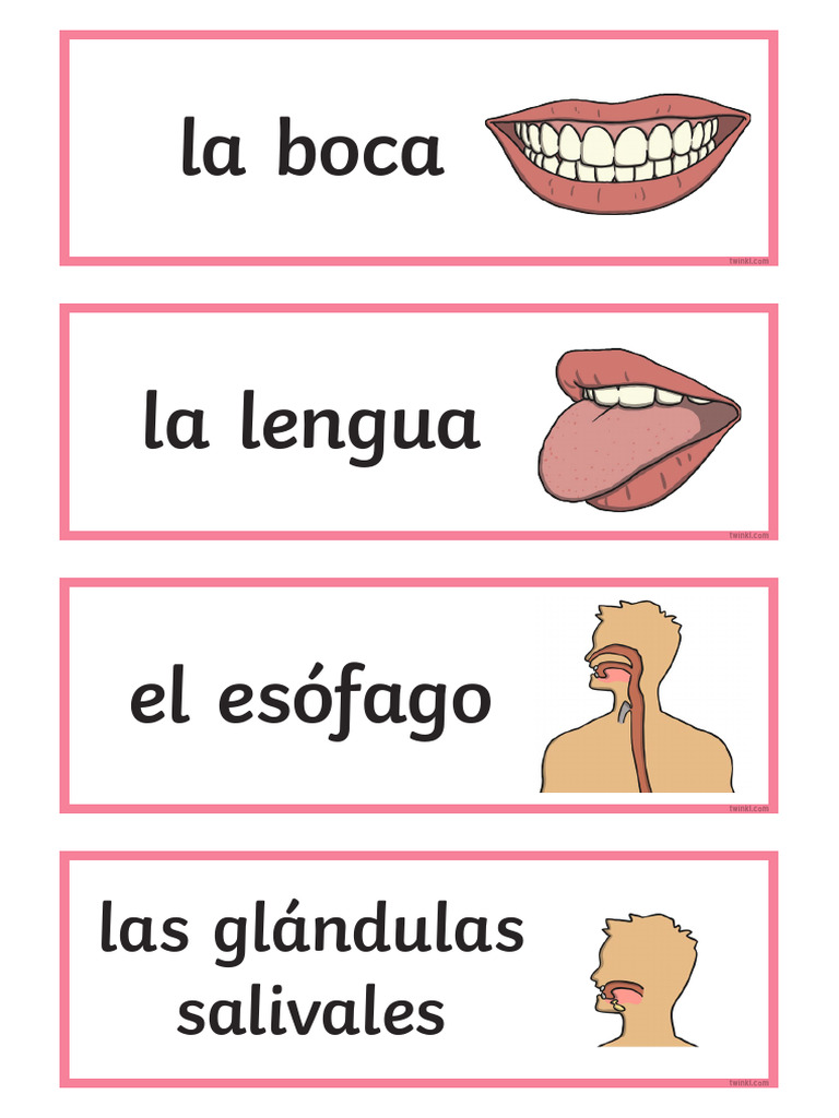 El Aparato Digestivo Tarjetas de Vocabulario | PDF