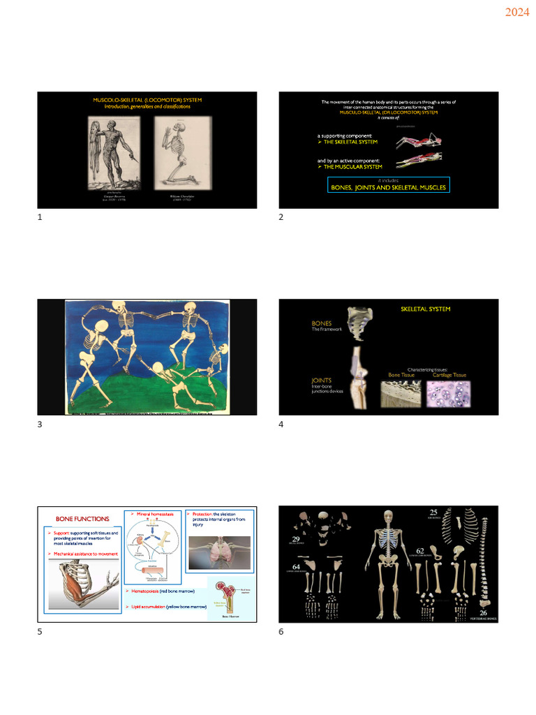Anatomy 1 2023-24 Macchiarelli Lect 03 | PDF | Bone | Cartilage