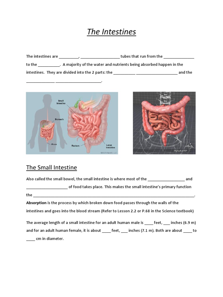 Intestines Note - RAFT Assignment. | PDF | Large Intestine | Small ...