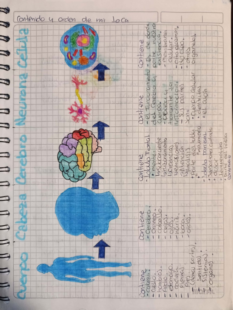 Mi Loca | PDF | Memoria | Mente