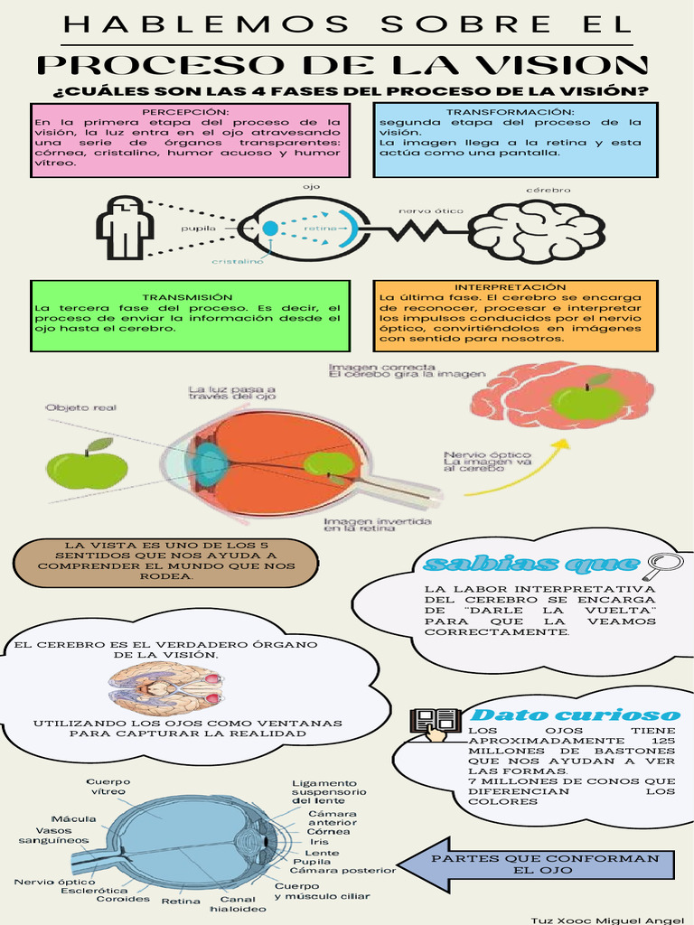 Proceso de La Vision | PDF | Percepción visual | Ojo humano