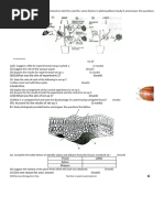 Plant Cell Slide Preparation Guide | PDF