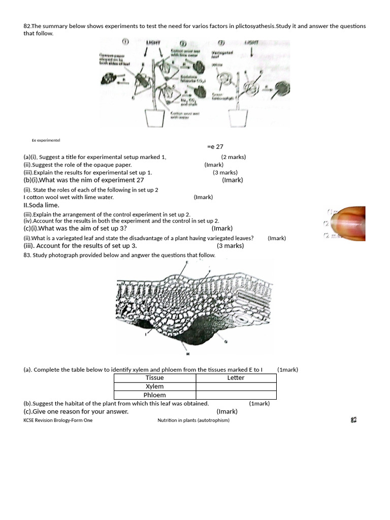 Masterpiece Bio Form One (1 | PDF | Photosynthesis | Stoma