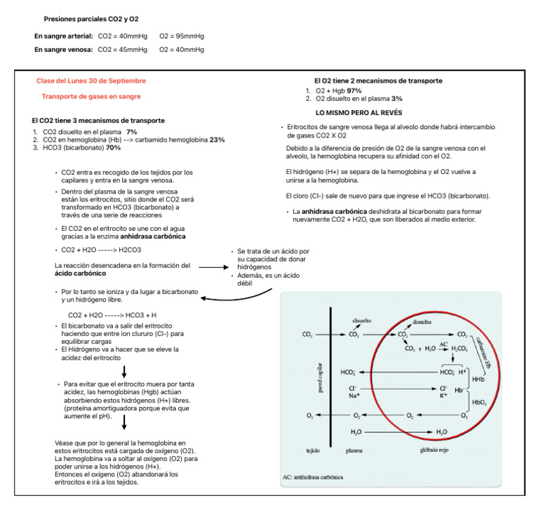 Transporte de CO2 y O2 | PDF | Sangre | Hemoglobina