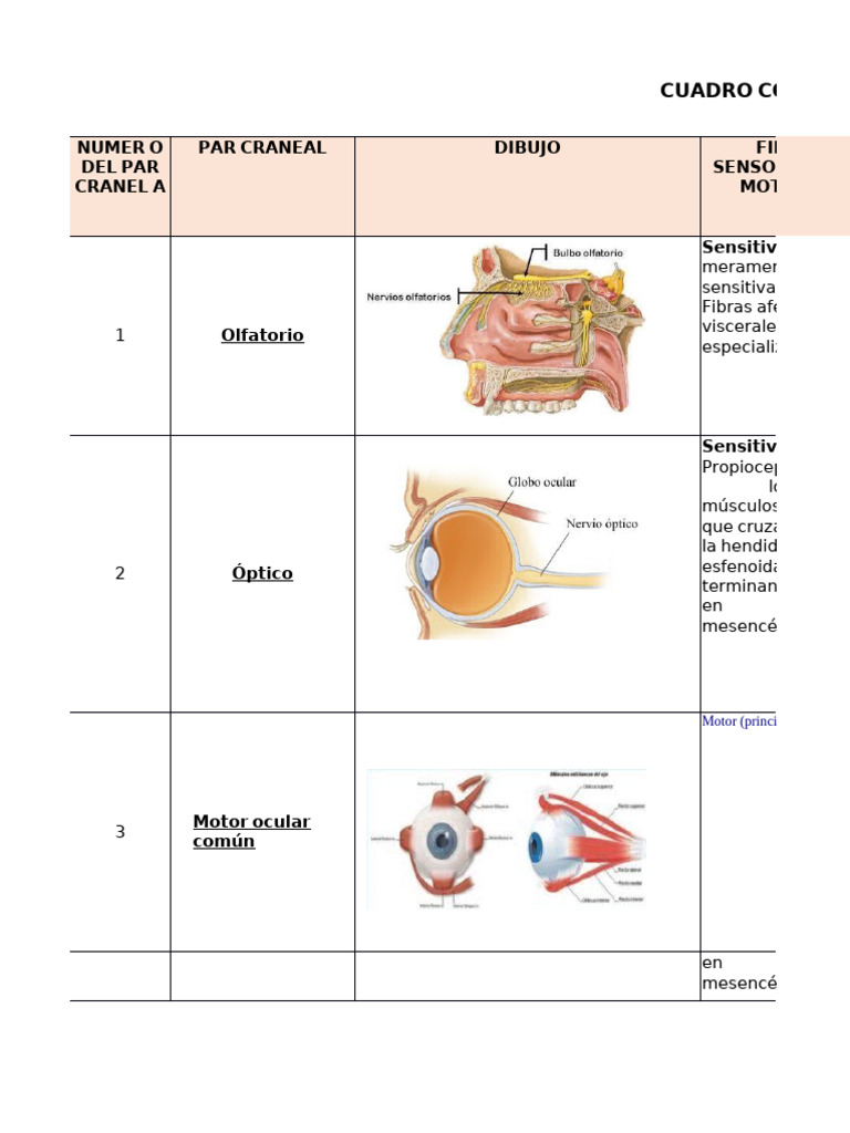 Cuadro Comparativo de Los 12 Pares Craneales | PDF | Sistema nervioso | Neurociencia
