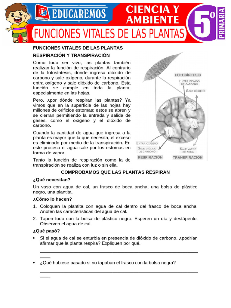 Funciones Vitales de Las Plantas para Quinto Grado de Primaria | PDF ...