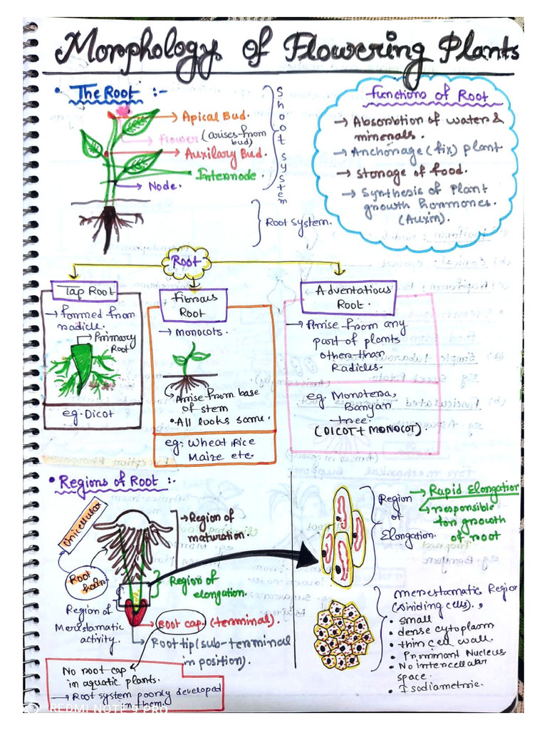 Morphology of Flowering Plants Hand Written Notes@g2 | PDF