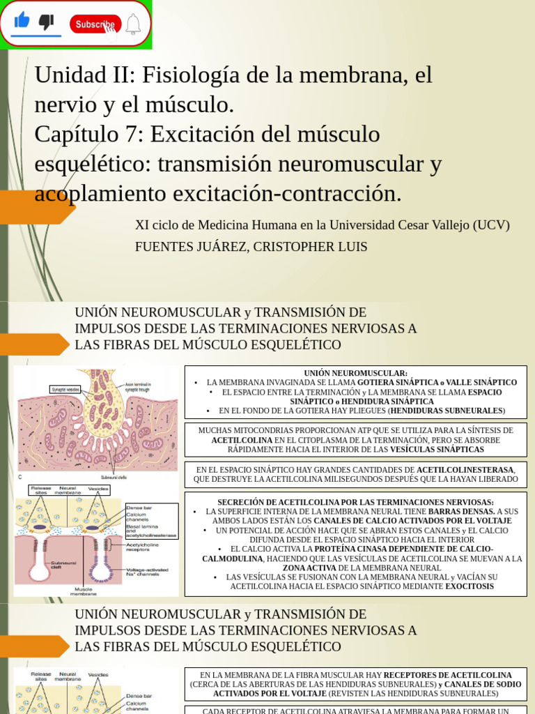 Capitulo 7 Excitacion Del Musculo Esqueletico Transmision Neuromuscular ...