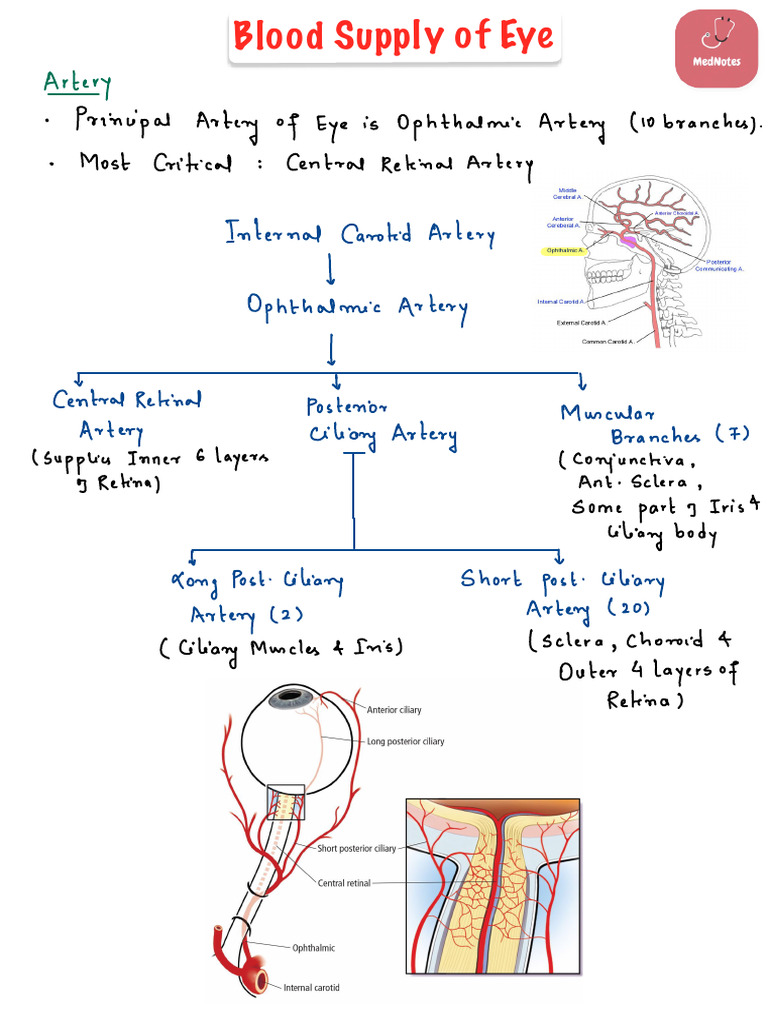 2. Blood Supply of Eye | PDF | Vein | Human Eye