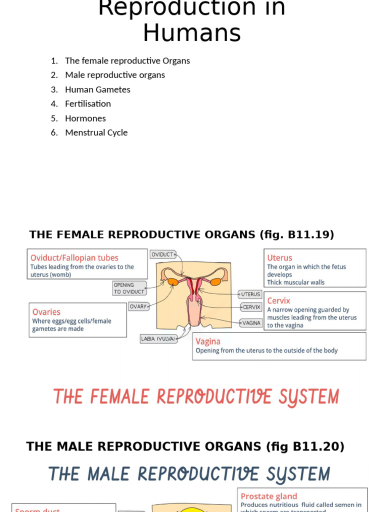 Reproduction in Humans | PDF