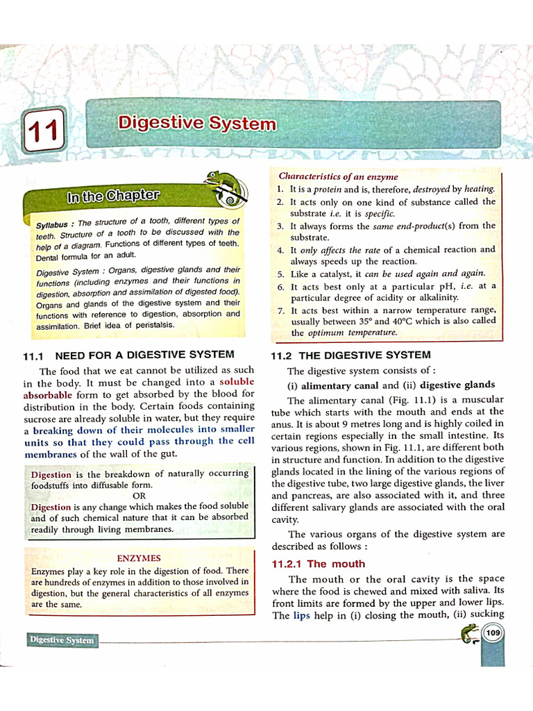 Digestive System | PDF