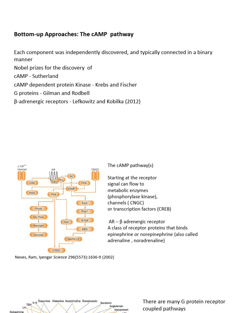 cAMP Pathway in Systems Biology | PDF | Receptor (Biochemistry ...